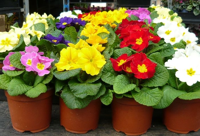 Walls Nursery - Potted Flowering